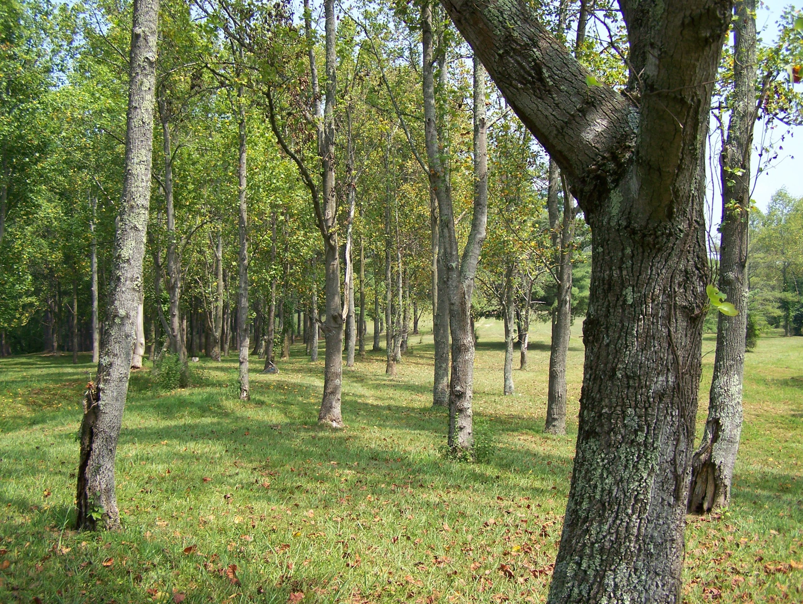 GMO Statement | UT Tree Improvement Program