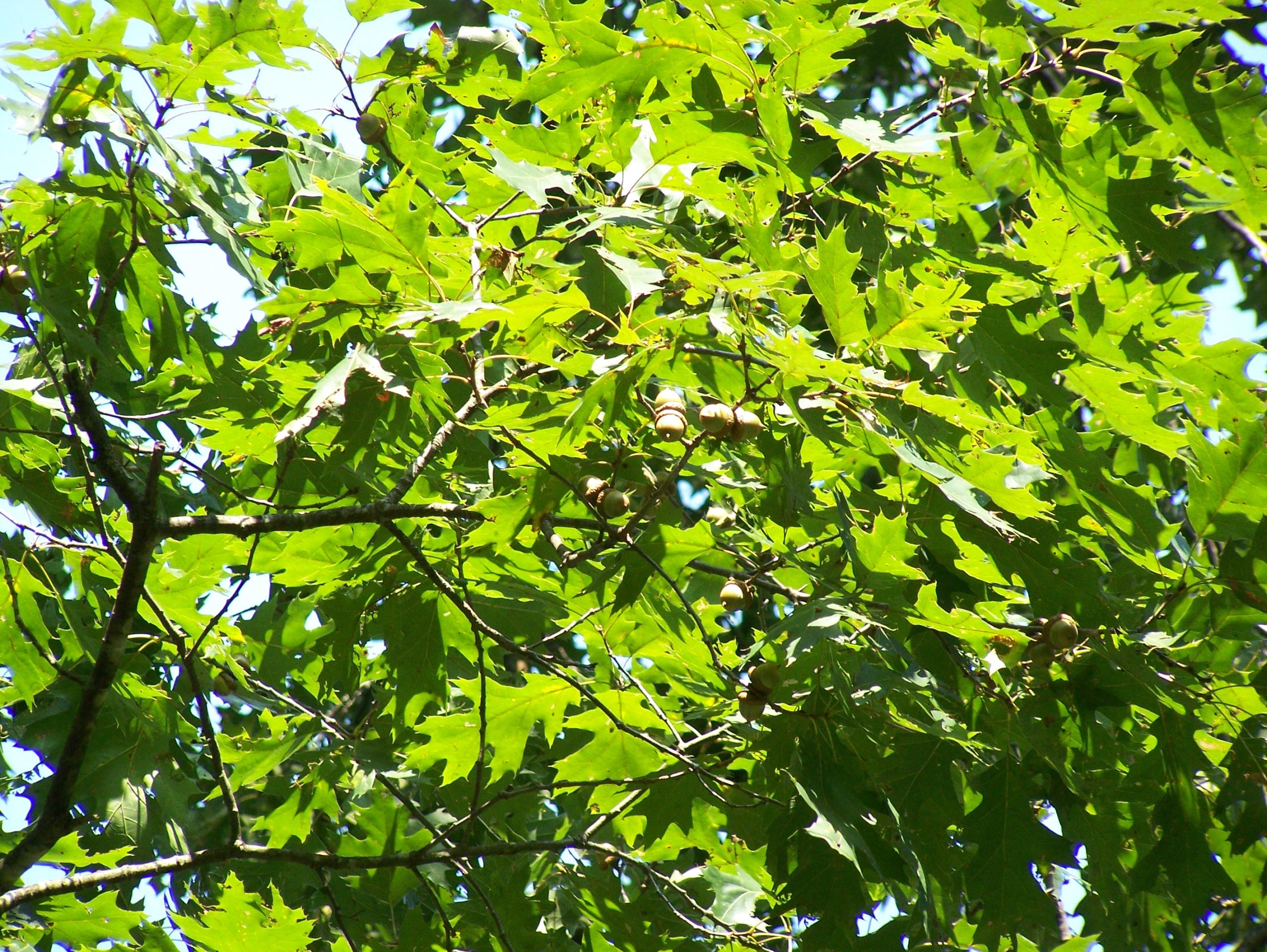 Fading Forests | UT Tree Improvement Program
