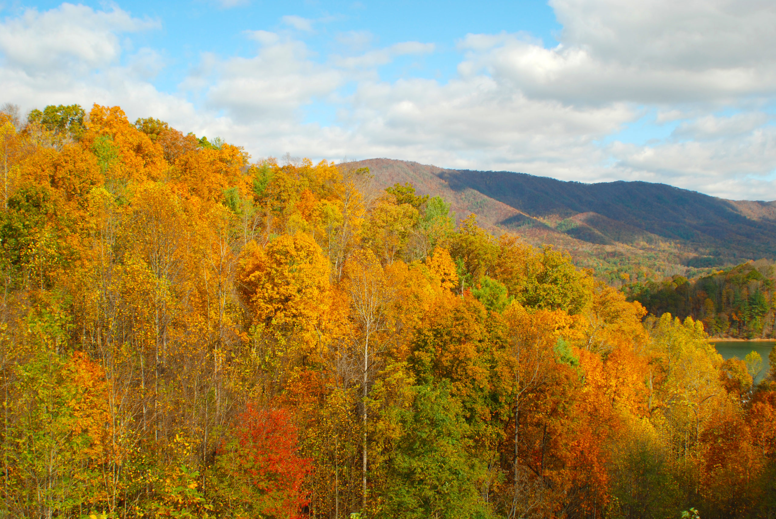 UT Tree Improvement | UT Tree Improvement Program