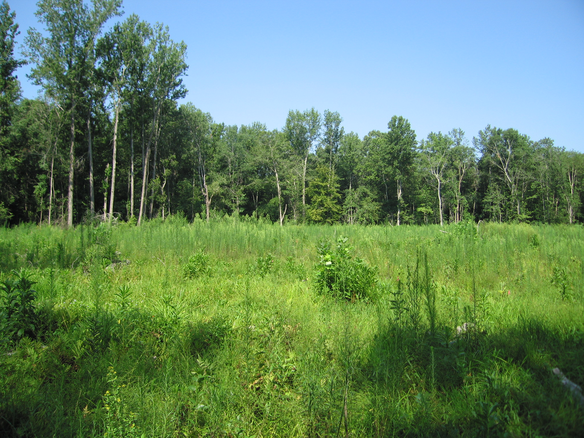 Gifts and Endowments | UT Tree Improvement Program