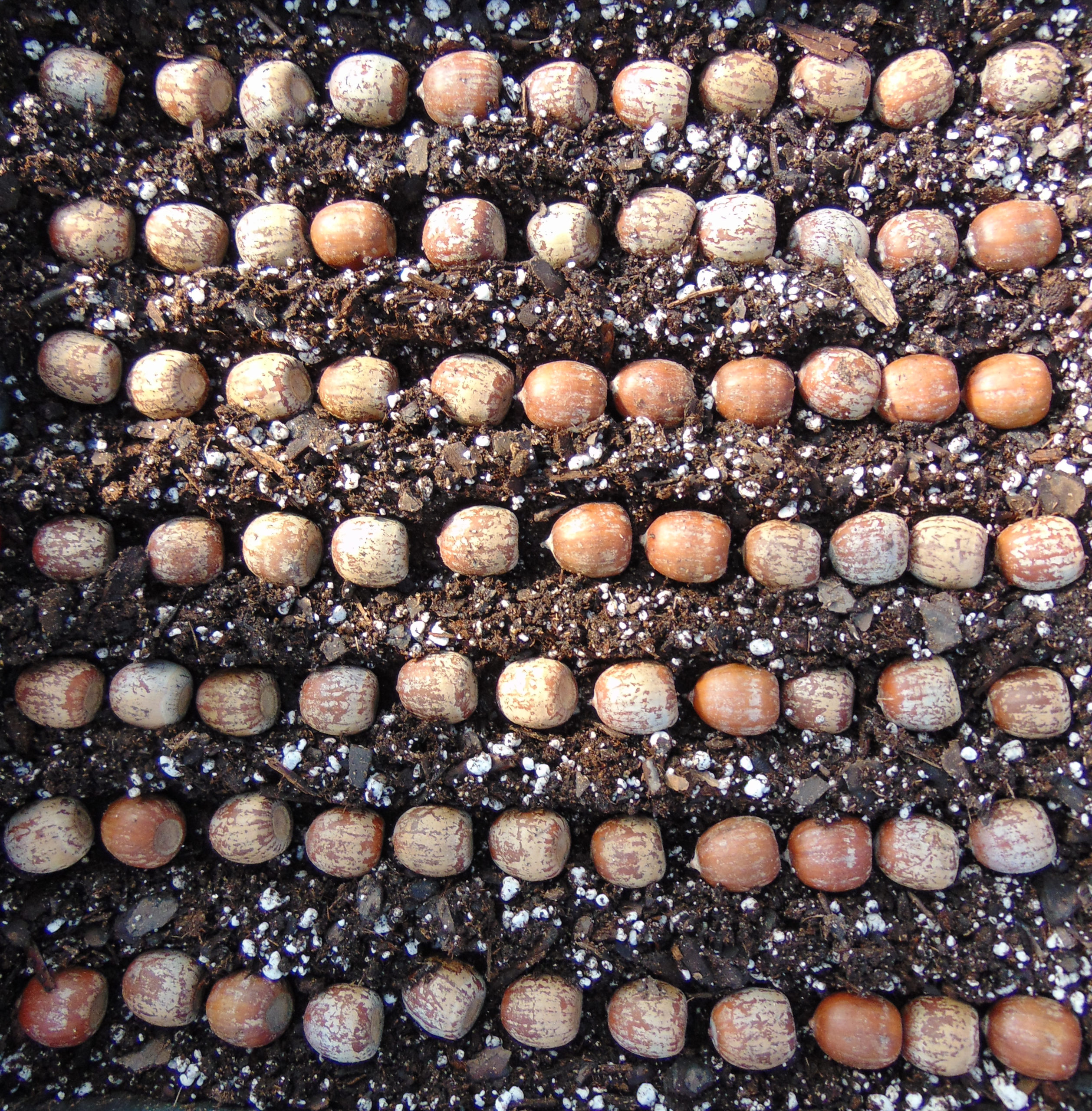 TN Seed Zone System | UT Tree Improvement Program