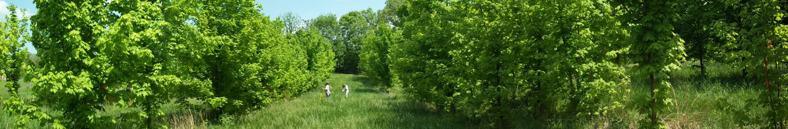 Students | UT Tree Improvement Program