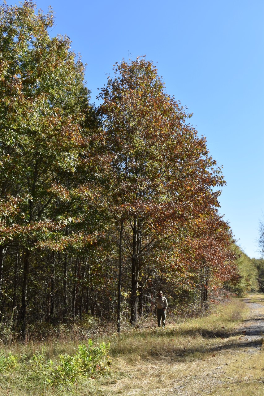 Tennessee Wildlife Resources Agency | UT Tree Improvement Program