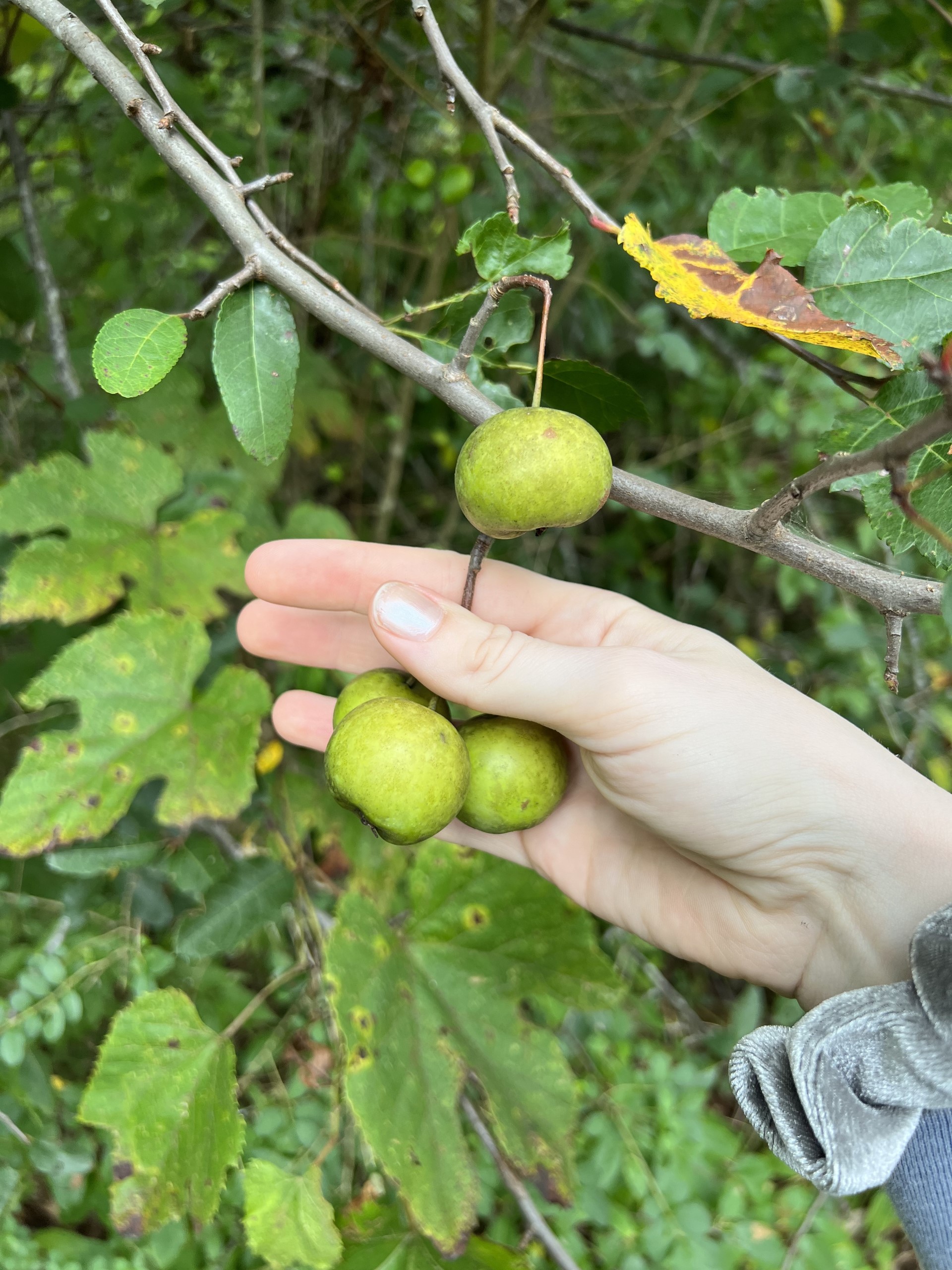 Tennessee Wild Forest Seed Network | UT Tree Improvement Program