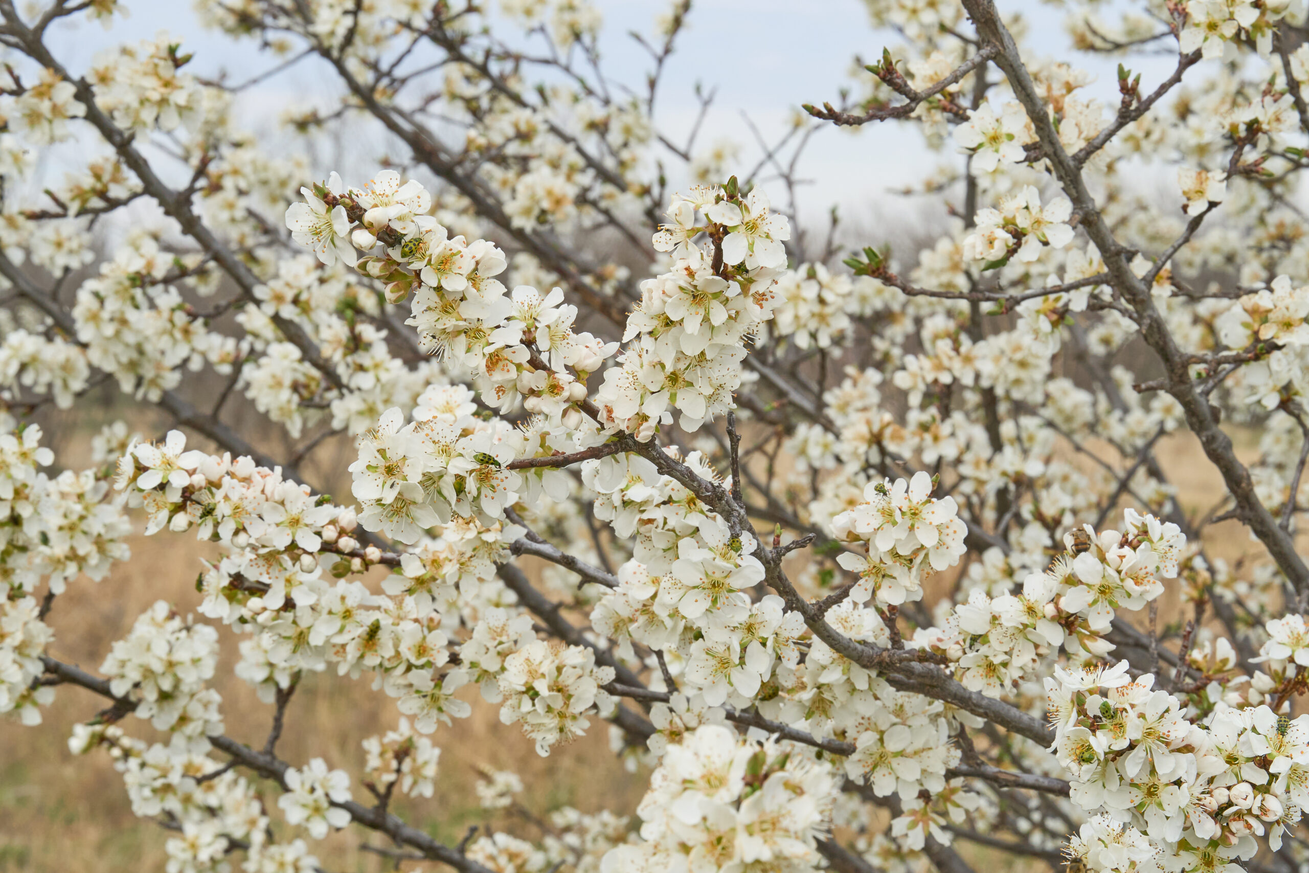 Plant Exploration and Conservation | UT Tree Improvement Program