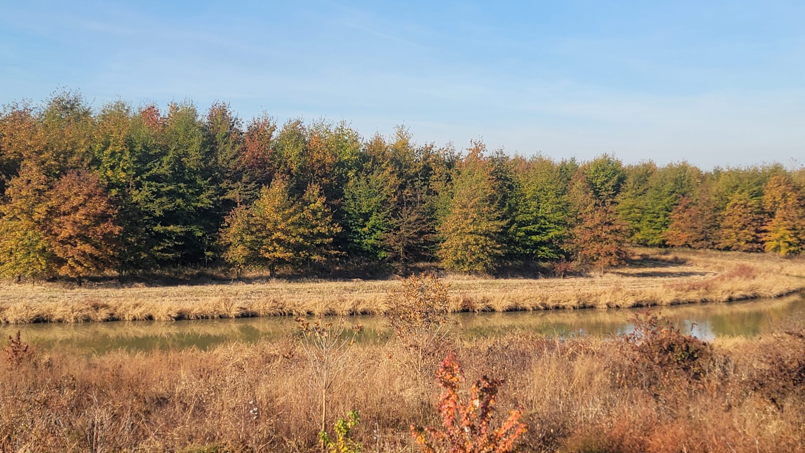 Tennessee Wildlife Resources Agency | UT Tree Improvement Program