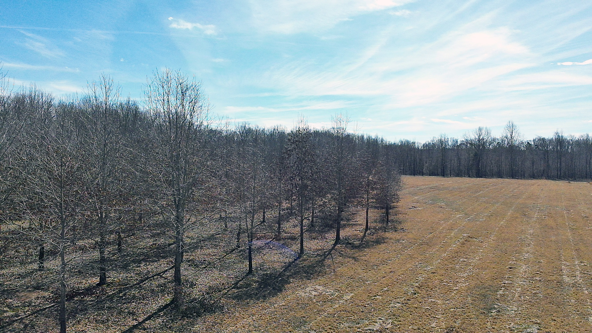 Mission | UT Tree Improvement Program