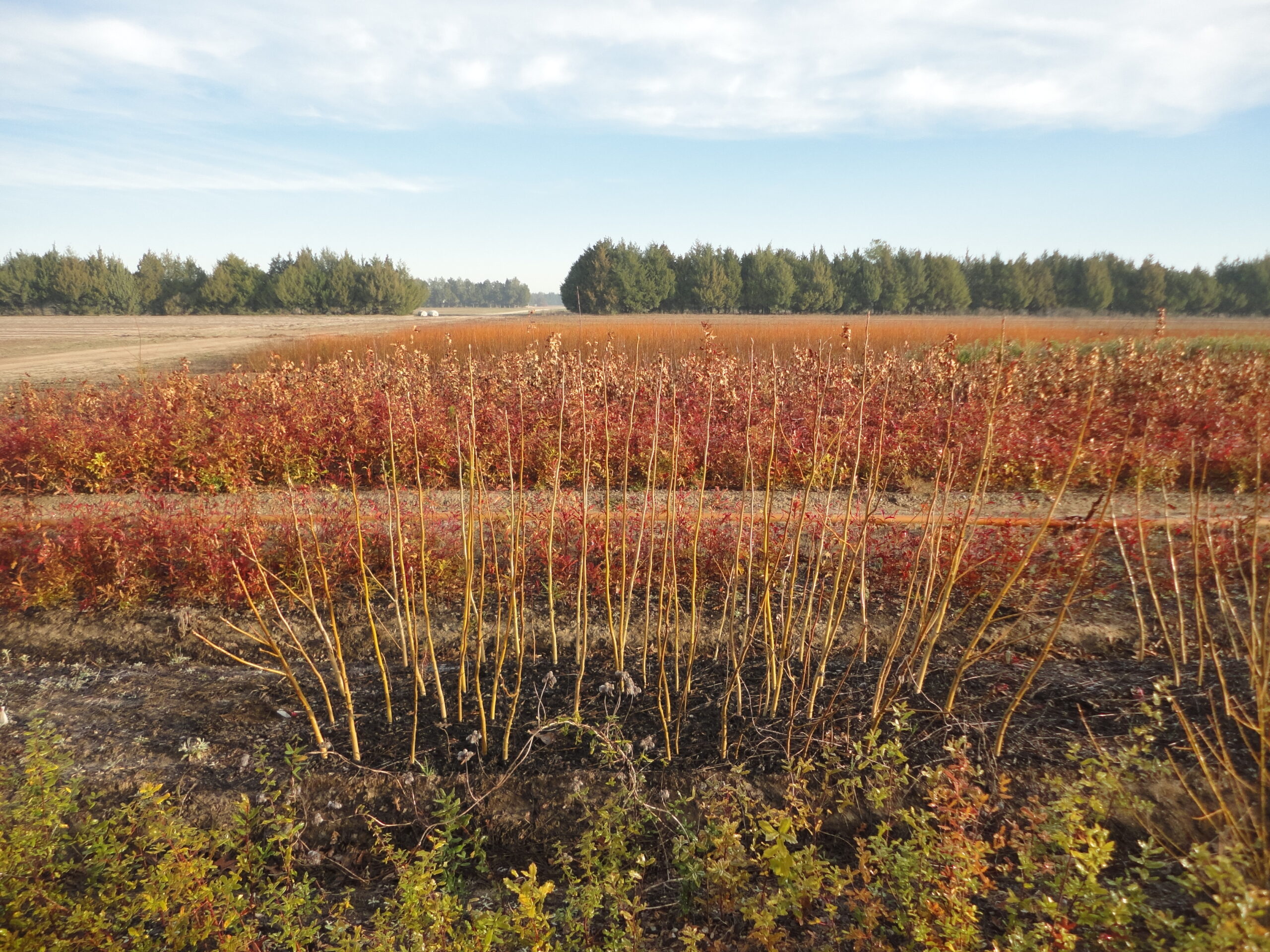 State Map Seed Zones | UT Tree Improvement Program
