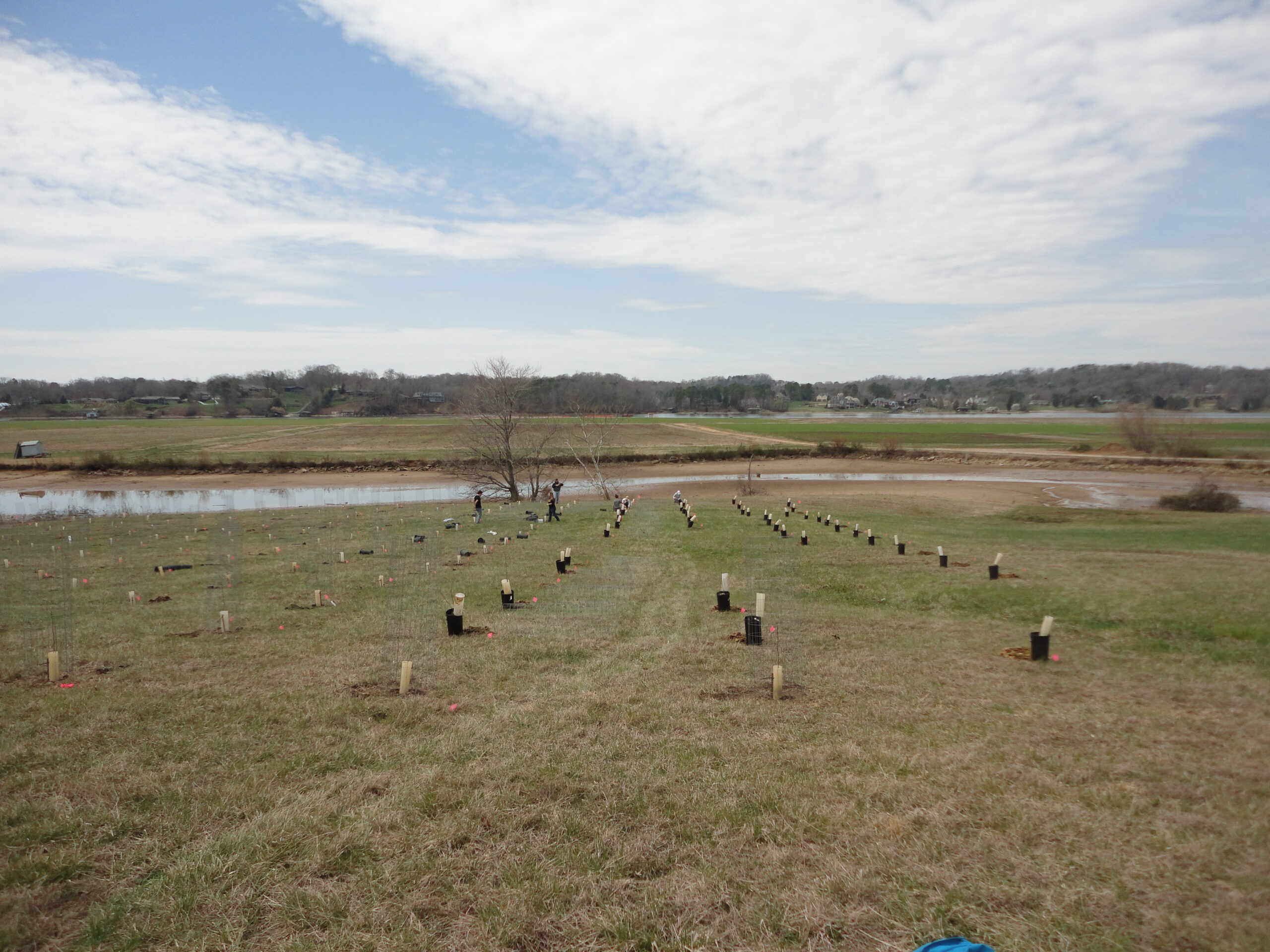 Mission Supporting Studies | UT Tree Improvement Program