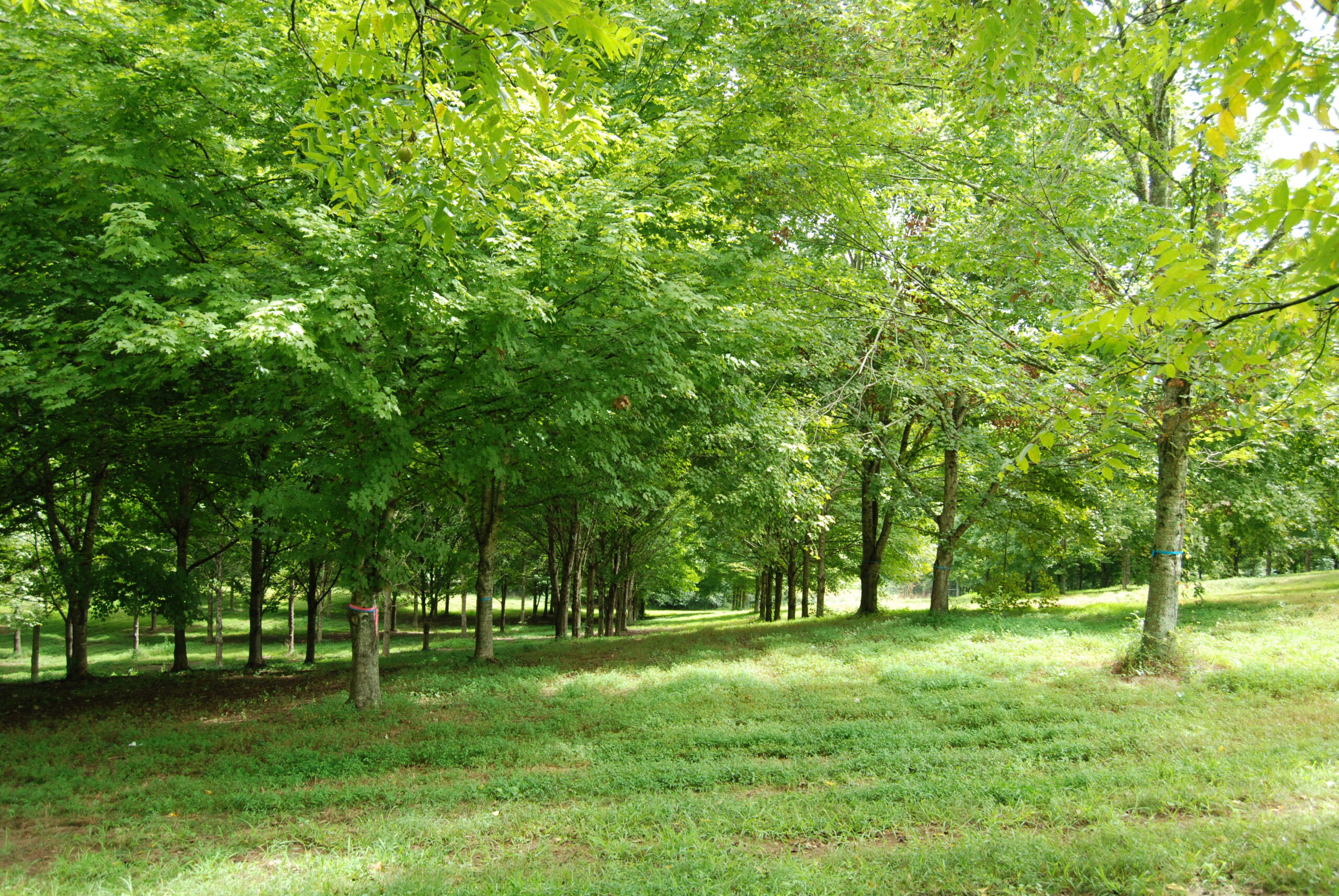 County Maps Seed Zones | UT Tree Improvement Program