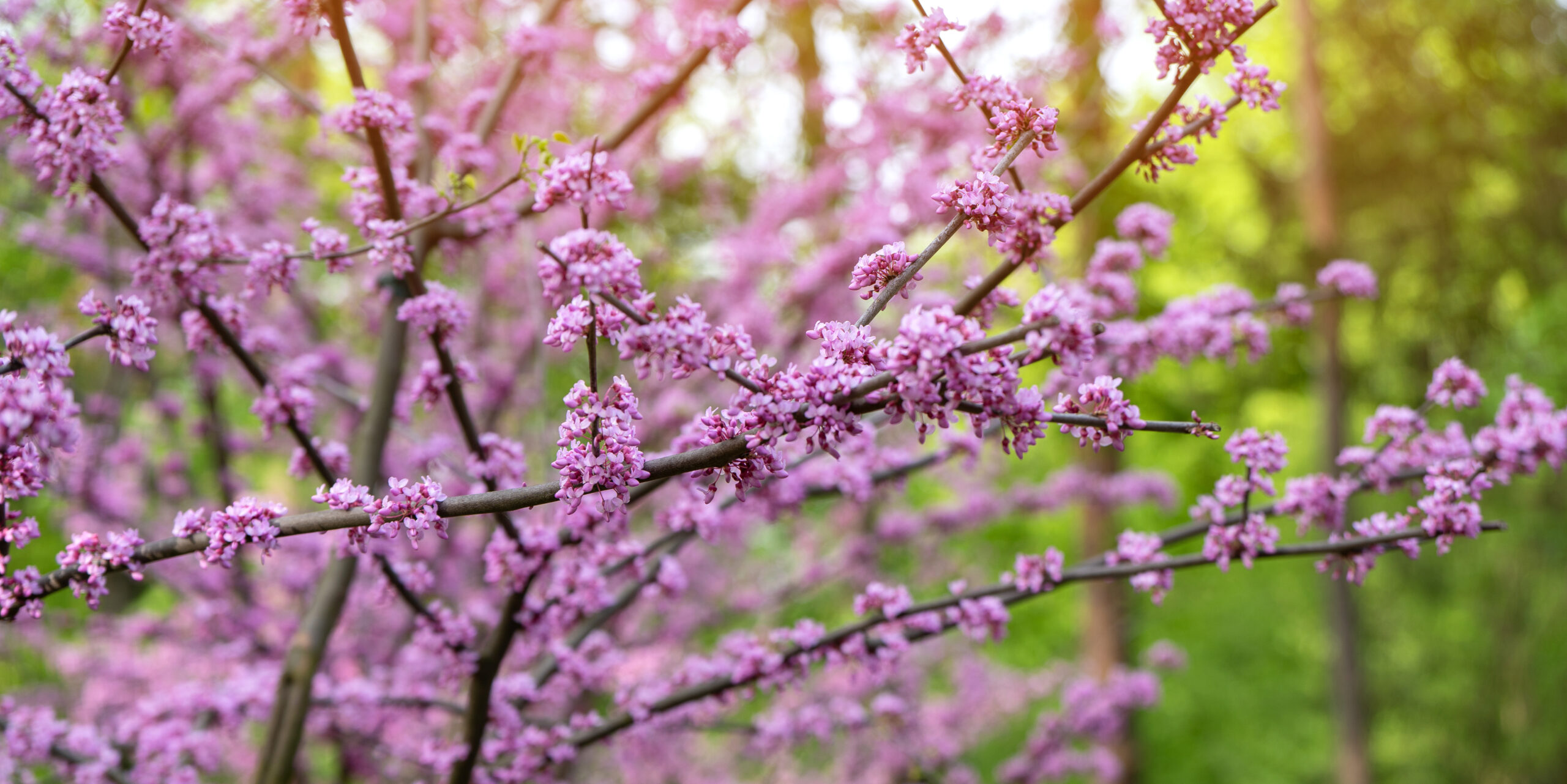 Tennessee Wild Forest Seed Network | UT Tree Improvement Program