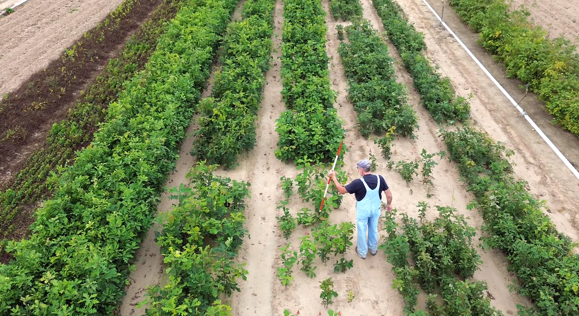 Nursery Research | UT Tree Improvement Program
