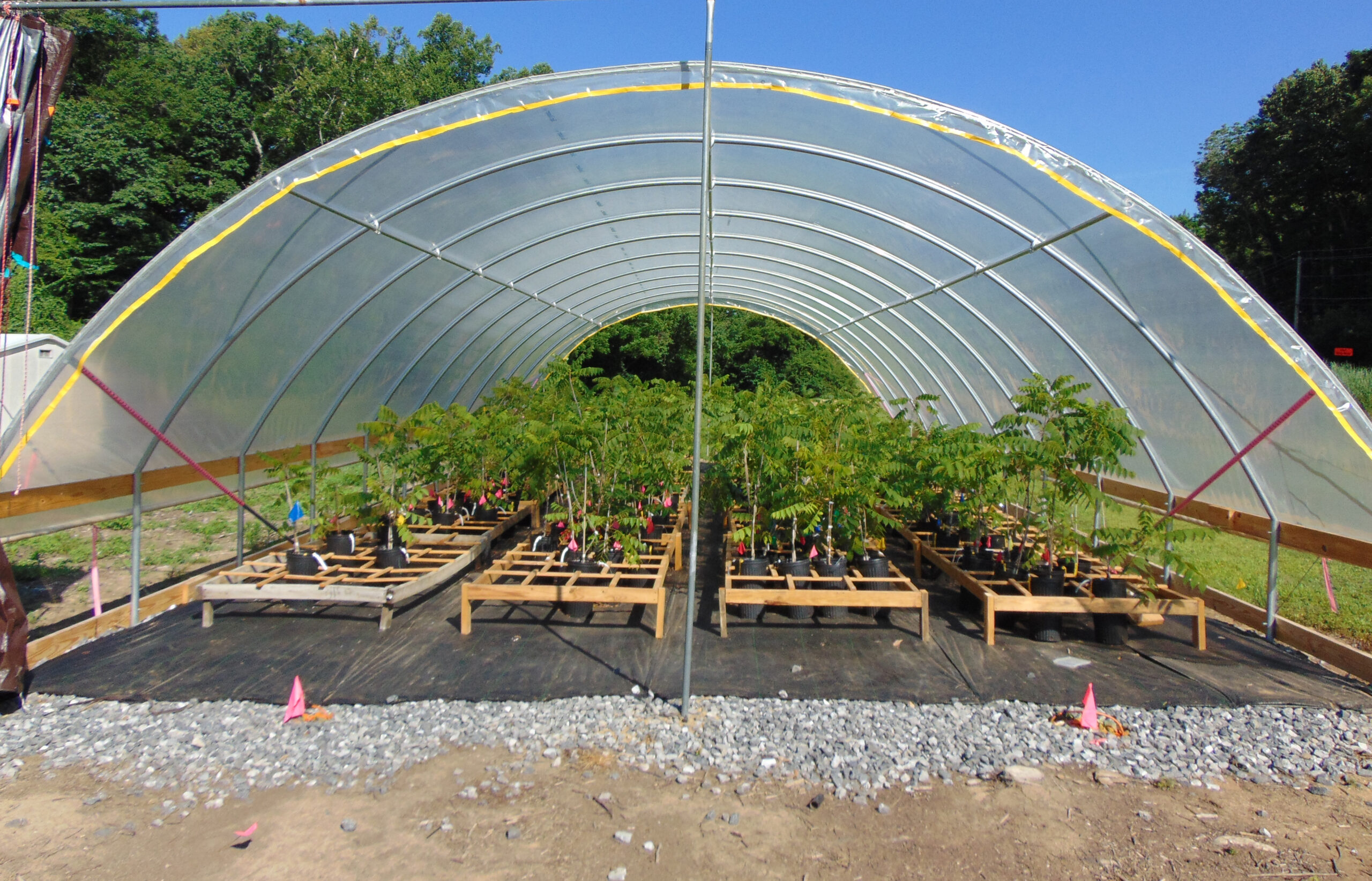 USDA Forest Service | UT Tree Improvement Program