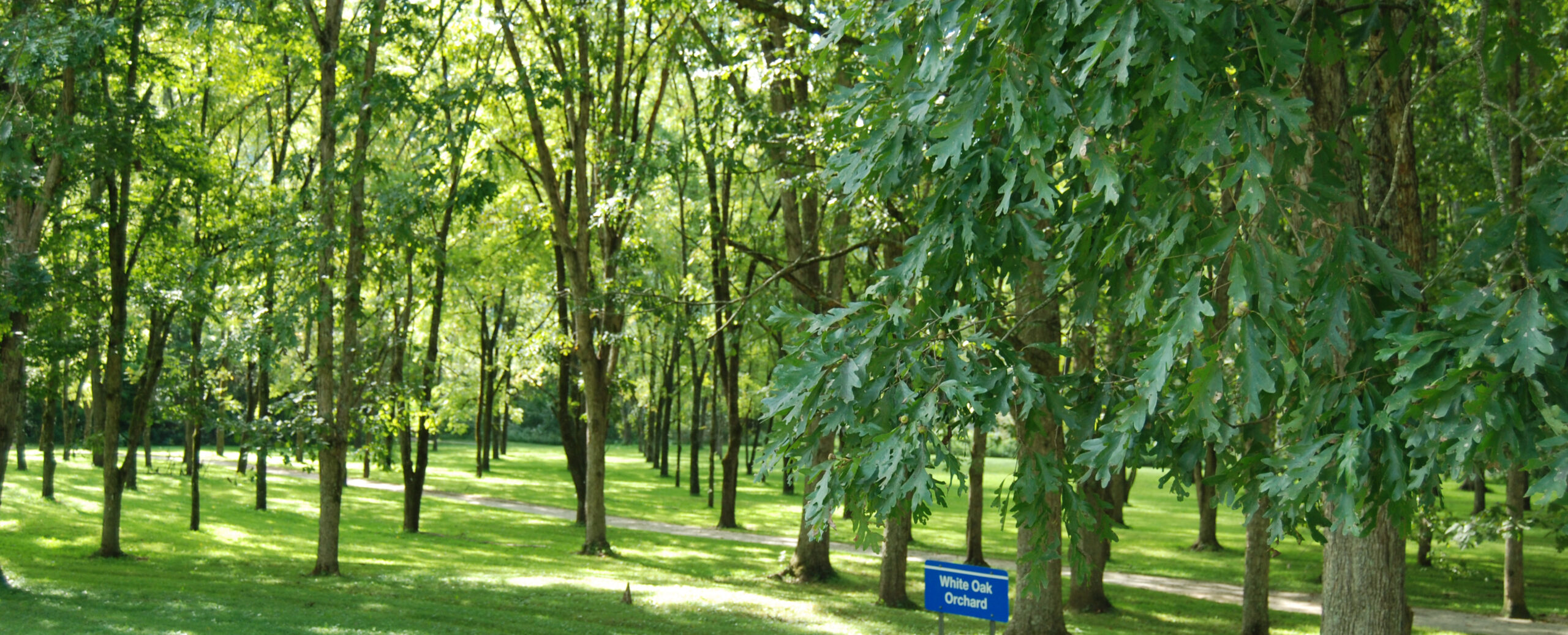 Tennessee Valley Authority | UT Tree Improvement Program