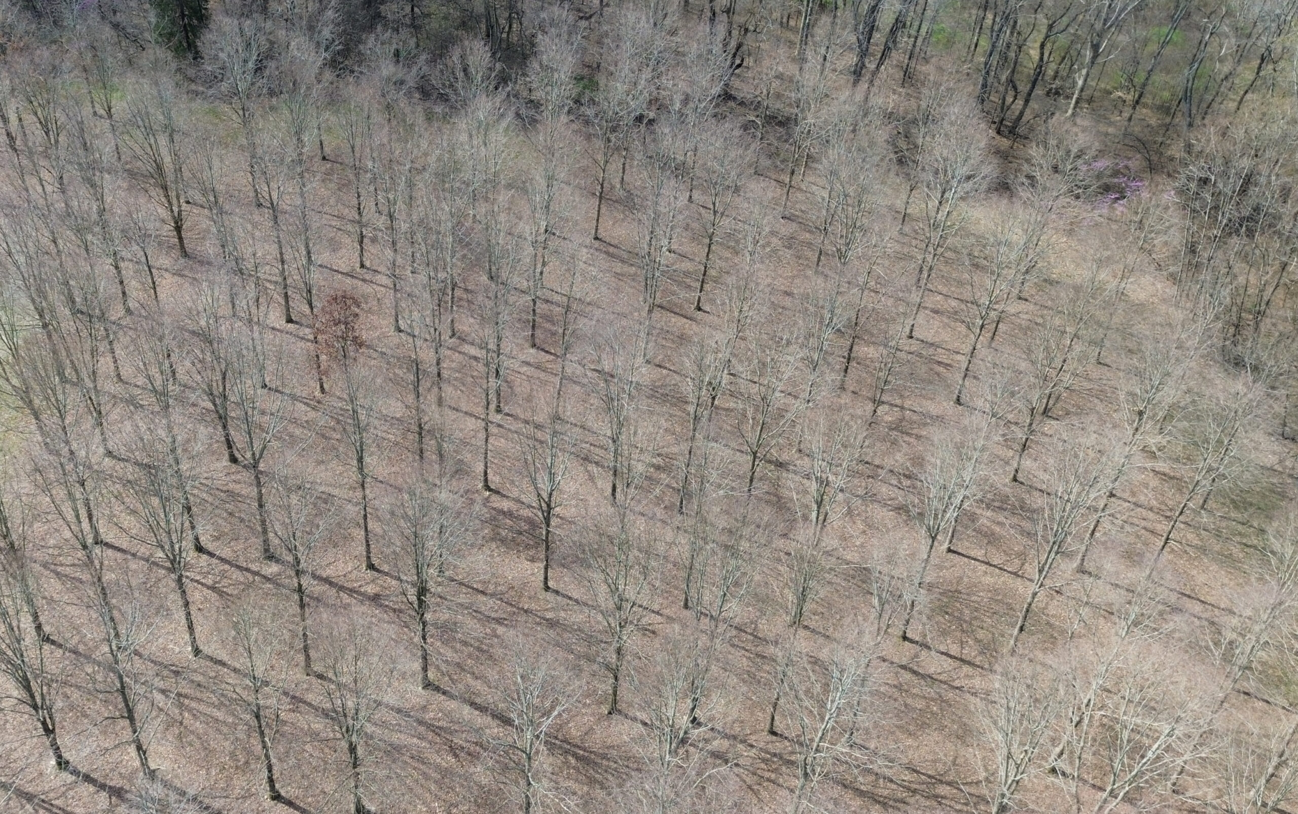 Program Brochures | UT Tree Improvement Program